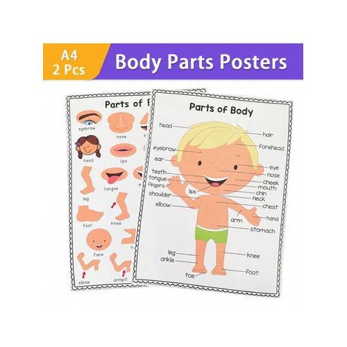 Generic 2PCS A4 Human Posters Body Parts Learning Wall For Kids Cartoon ...
